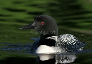 Common Loon - Window to Wildlife - Photography by Jim Edlhuber