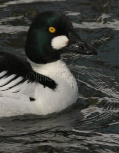 Common Goldeneye - Window to Wildlife - Photography by Jim Edlhuber