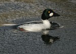 Common Goldeneye - Window to Wildlife - Photography by Jim Edlhuber