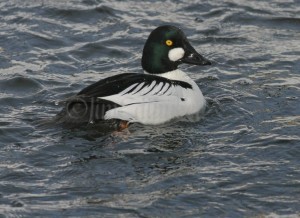 Common Goldeneye - Window to Wildlife - Photography by Jim Edlhuber