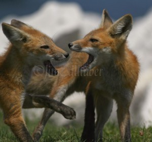 Wisconsin Butterflies, Wildflowers, Mammals and other great subjects ...