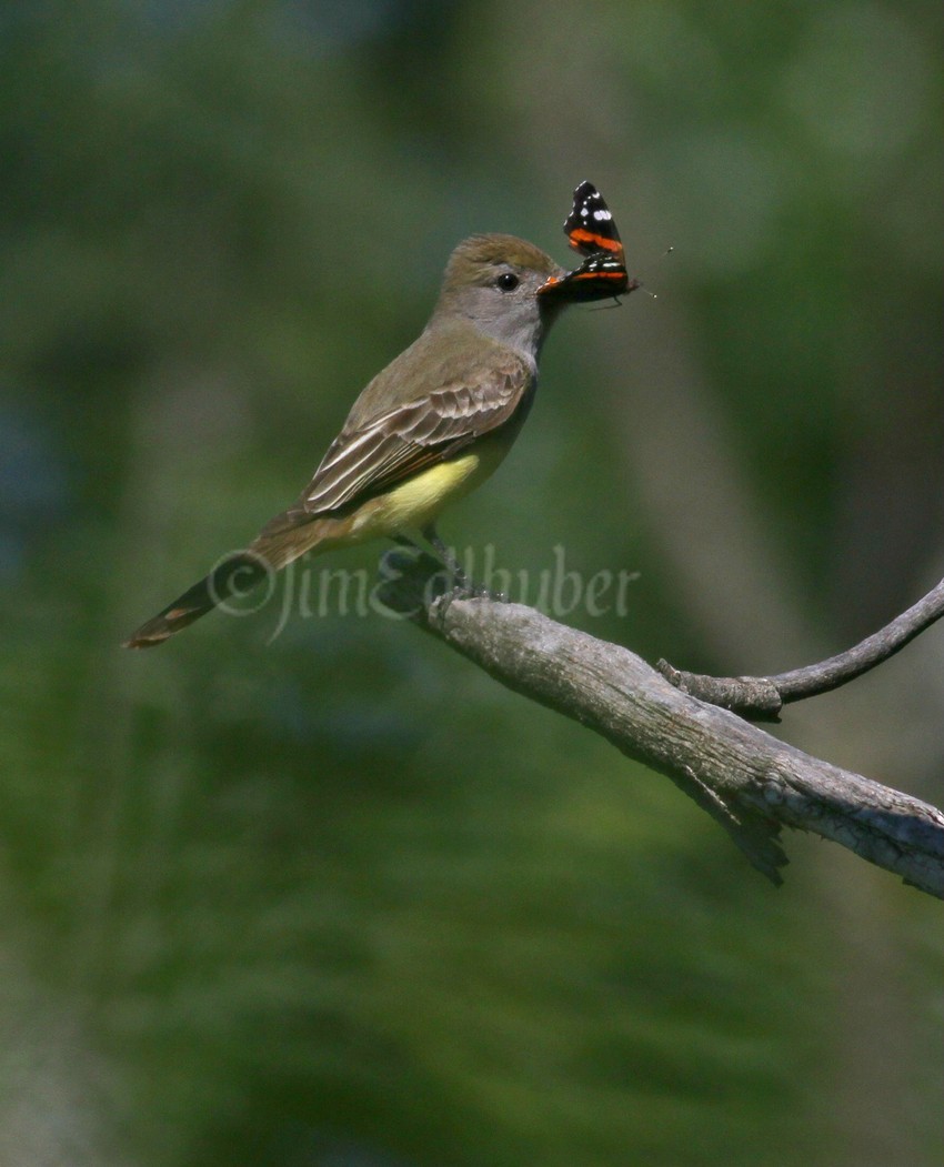 Great Crested Flycatcher bringing food to the nest hole in Walworth ...