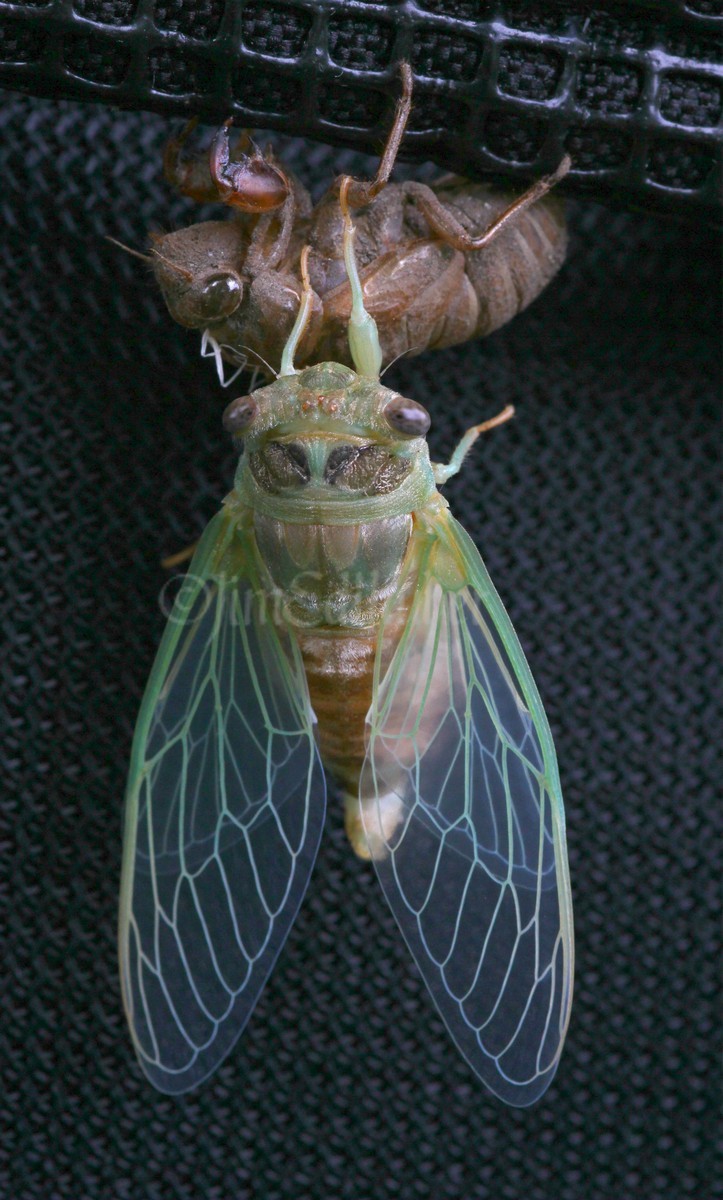 Cicada emerging from a nymph at Veteran's Park in Milwaukee Wisconsin ...
