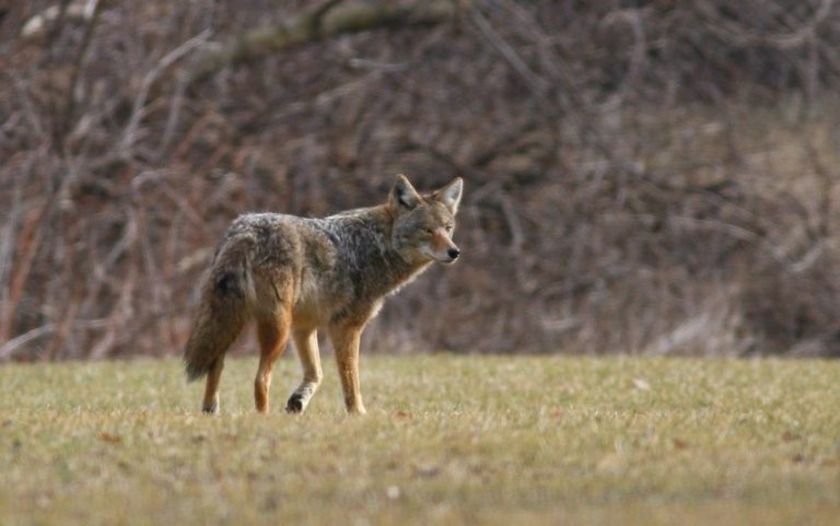 Coyote at Grant Park in Milwaukee County Wisconsin on February 14, 2017 ...