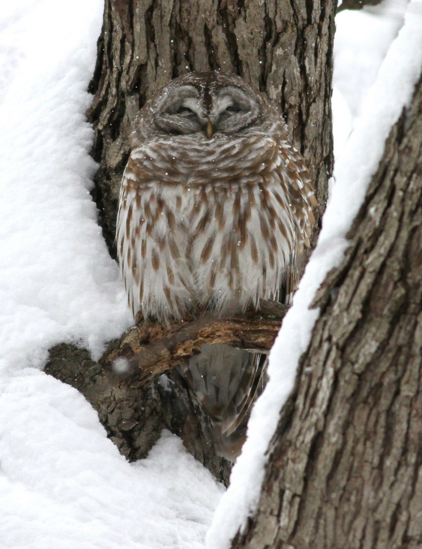 Barred and Long-eared Owls in the falling snow in Wisconsin on March 13 ...