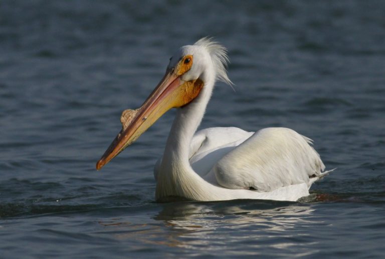 American White Pelicans at North Point Park in Sheboygan Wisconsin on ...
