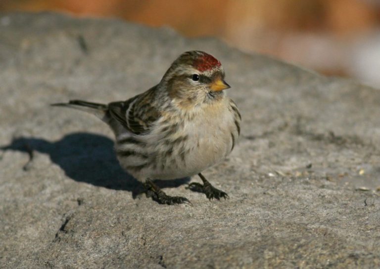 Wisconsin birding, the year in review 2018. Includes vagrants, special ...