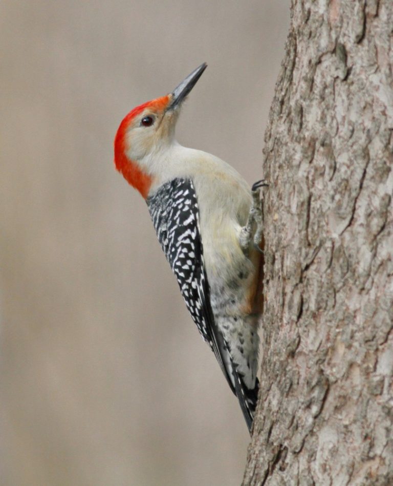 Wisconsin birding, the year in review 2018. Includes vagrants, special ...