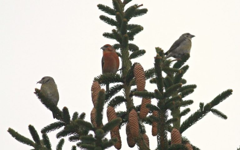 Wisconsin birding, the year in review 2018. Includes vagrants, special ...