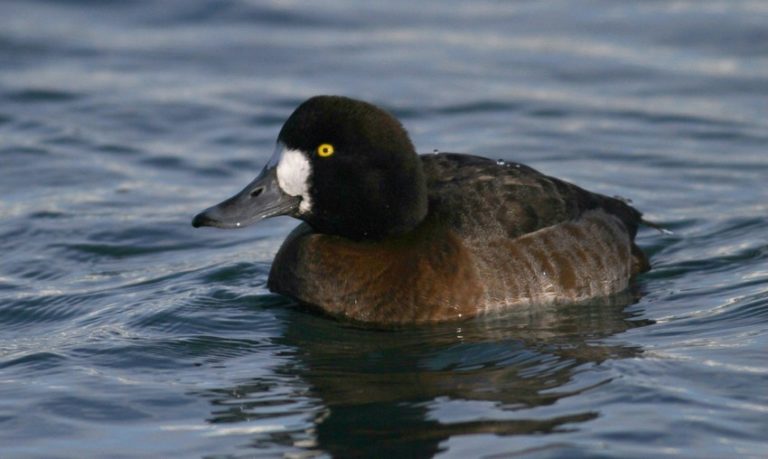 Wisconsin birding, the year in review 2018. Includes vagrants, special ...