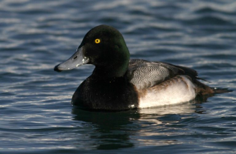 Wisconsin birding, the year in review 2018. Includes vagrants, special ...