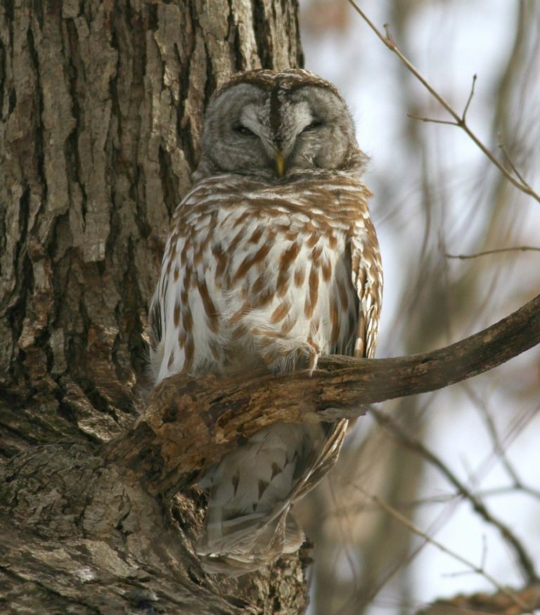 Wisconsin birding, the year in review 2018. Includes vagrants, special ...