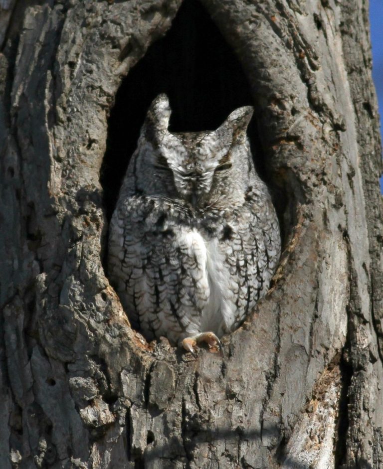 Wisconsin birding, the year in review 2018. Includes vagrants, special ...
