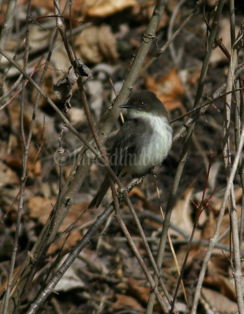 Eastern Phoebe in the South Kettle Moraine in Waukesha County on March ...