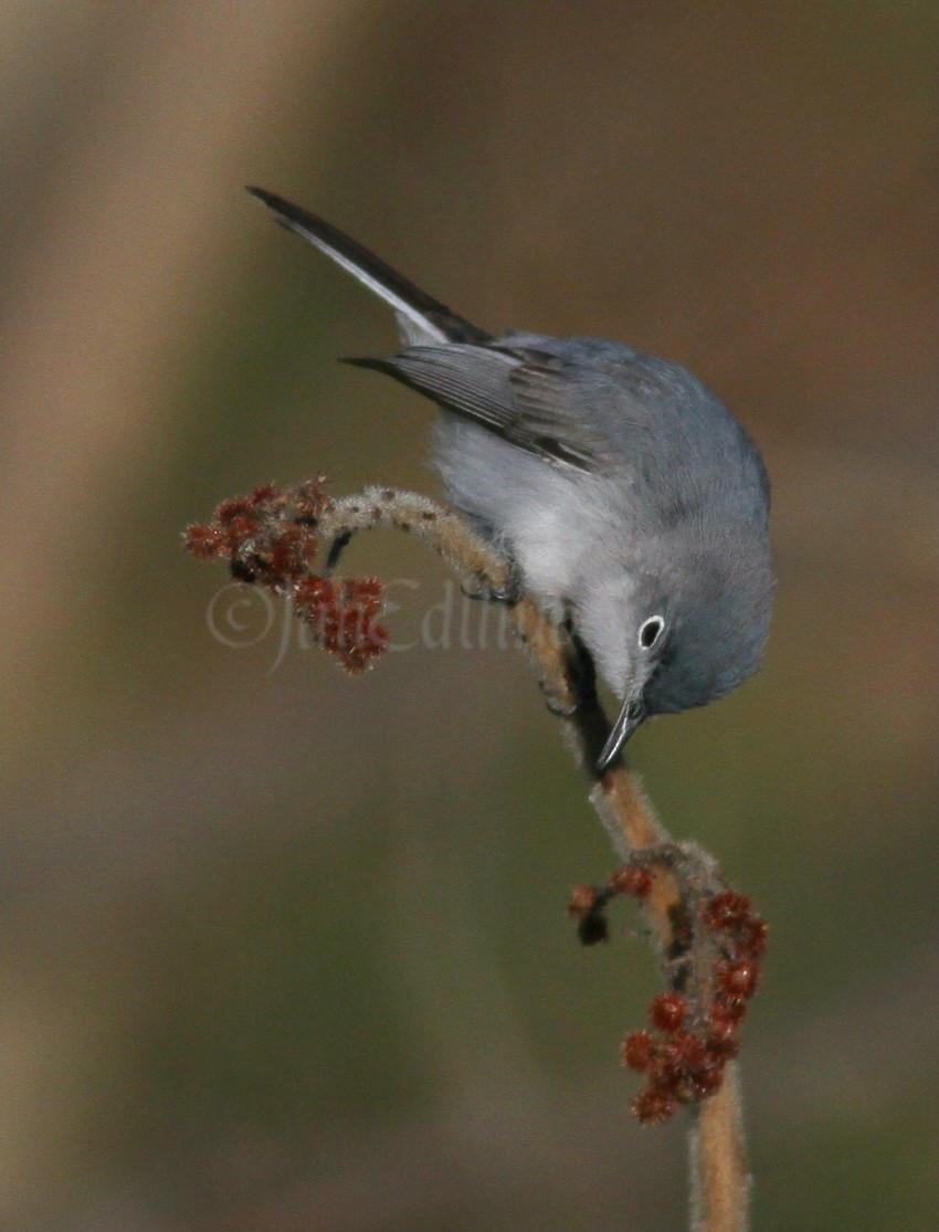 Gnatcatchers and Gnatwrens Archives - Window to Wildlife - Photography ...
