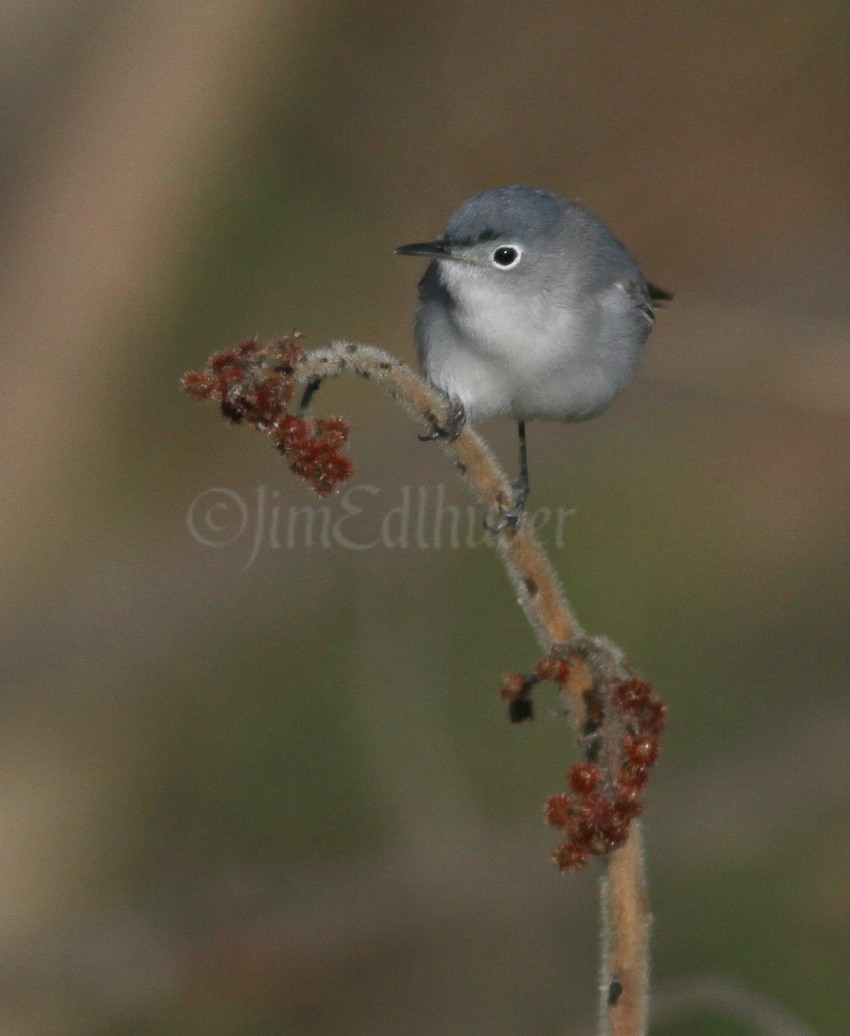 Gnatcatchers and Gnatwrens Archives - Window to Wildlife - Photography ...