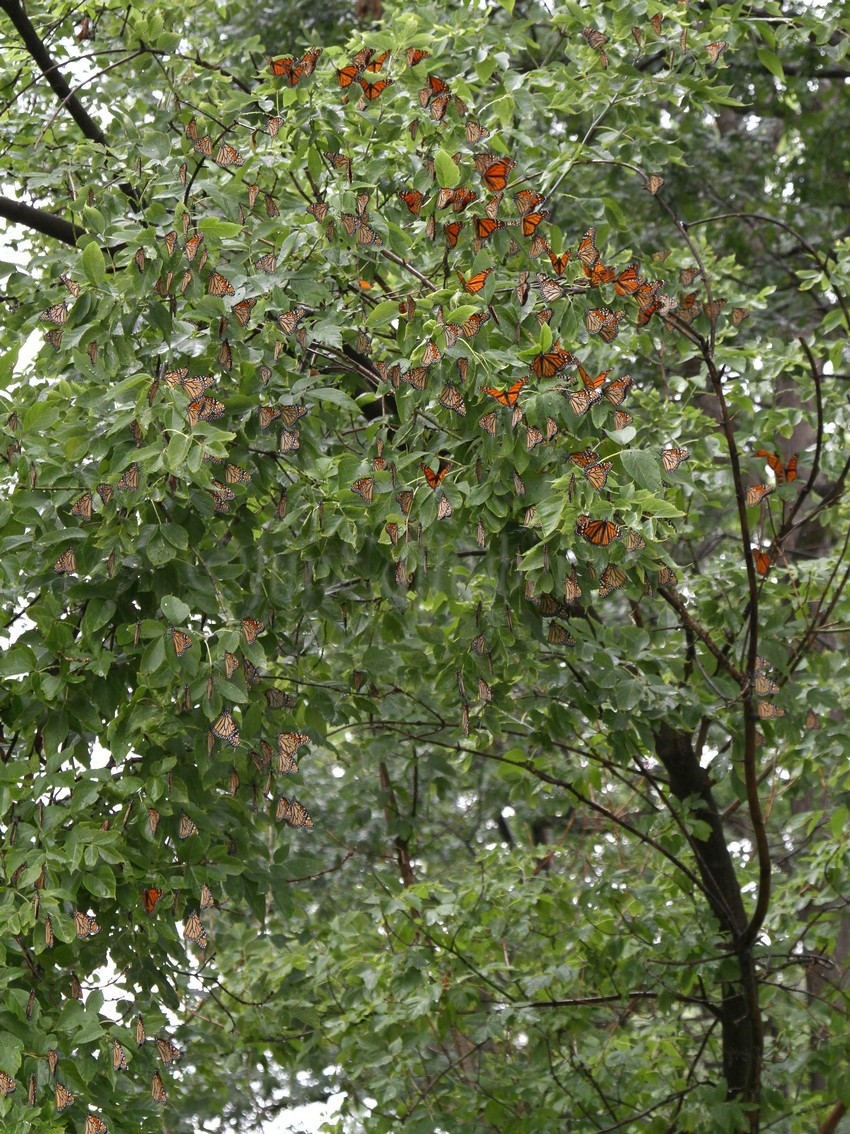 _rIMG_4238_cr - Window to Wildlife - Photography by Jim Edlhuber