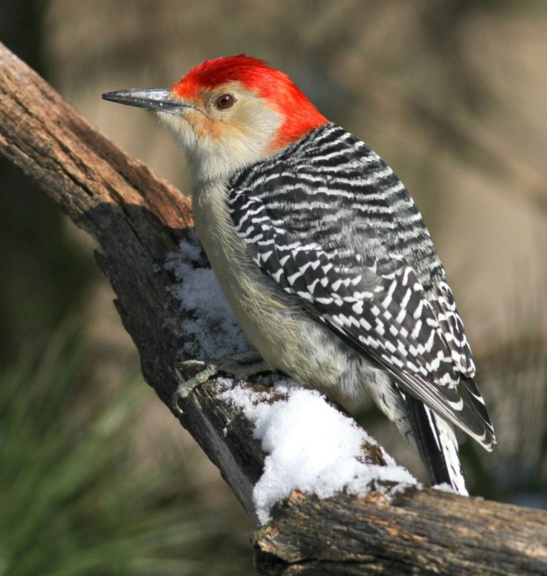 Wisconsin birding, the year in review 2018. Includes vagrants, special ...