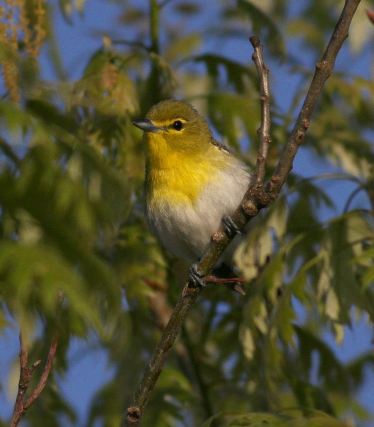 Wisconsin birding, the year in review 2018. Includes vagrants, special ...