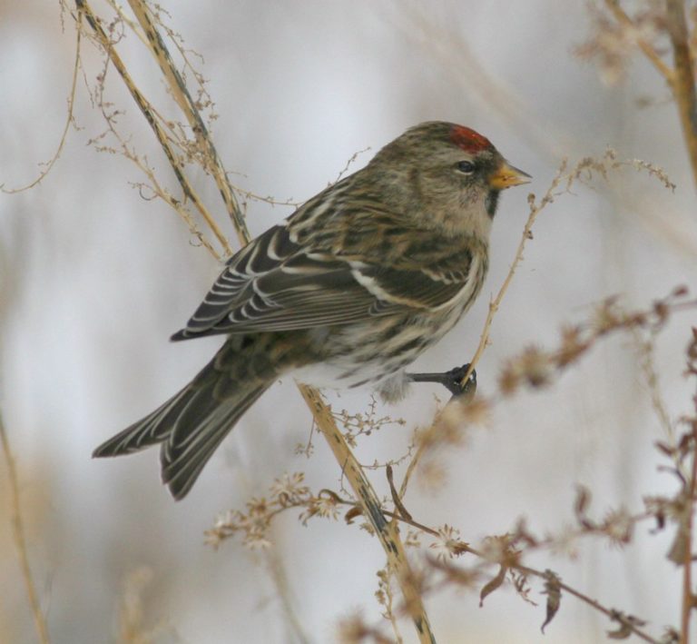Wisconsin birding, the year in review 2018. Includes vagrants, special ...
