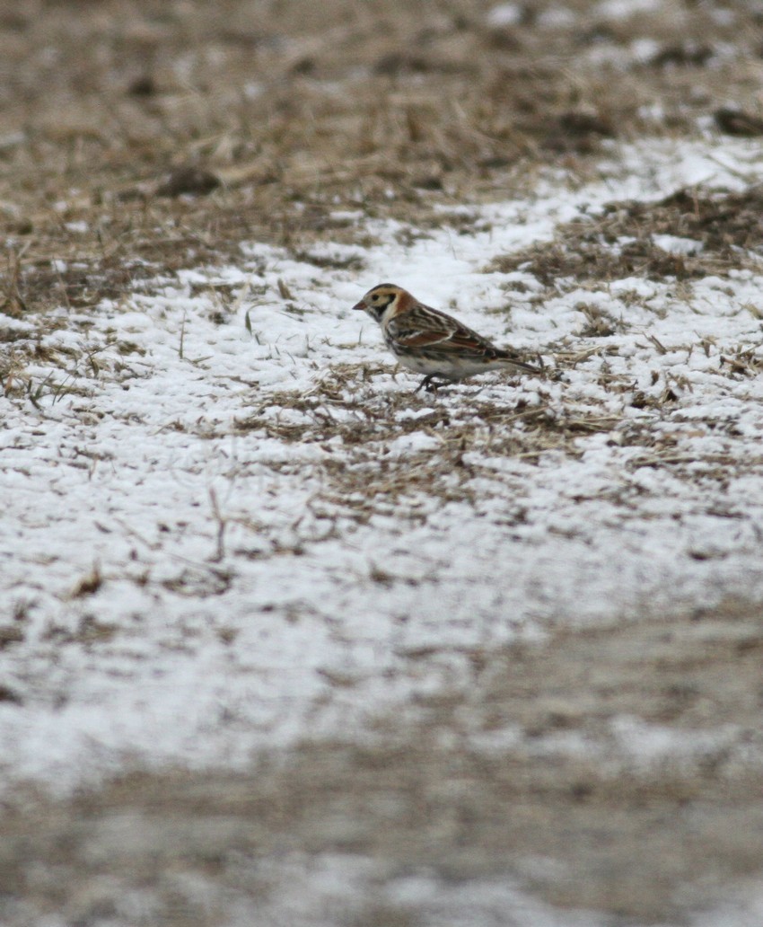 Eurasian Tree Sparrows in Lafayette County Wisconsin on February 25 ...