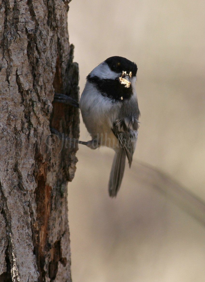 Black-capped Chickadees Excavating a Nest Hole at the Schlitz Audubon ...