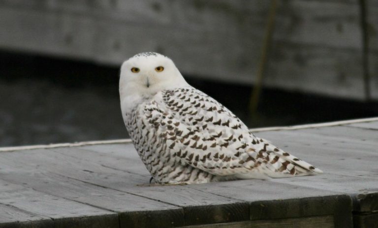Snowy Owl at Lakeshore State Park in Milwaukee Wisconsin on December 3 ...