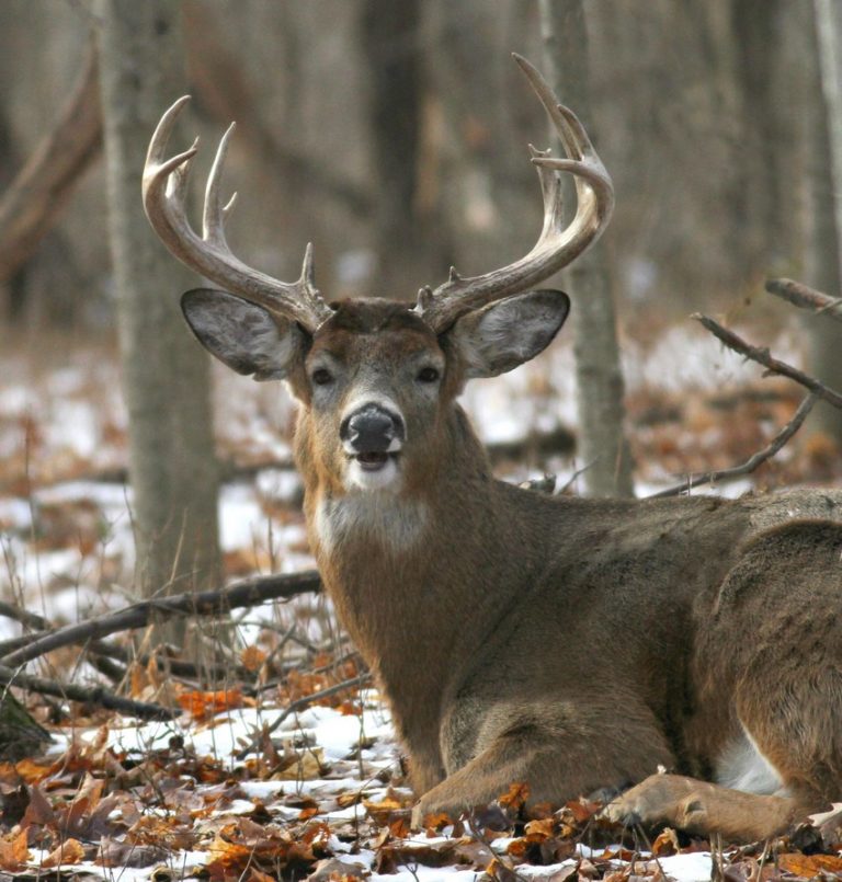 White-tailed Deer in Milwaukee County Wisconsin on January 2, 2020 ...