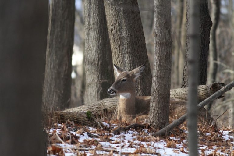 White-tailed Deer in Milwaukee County Wisconsin on January 2, 2020 ...