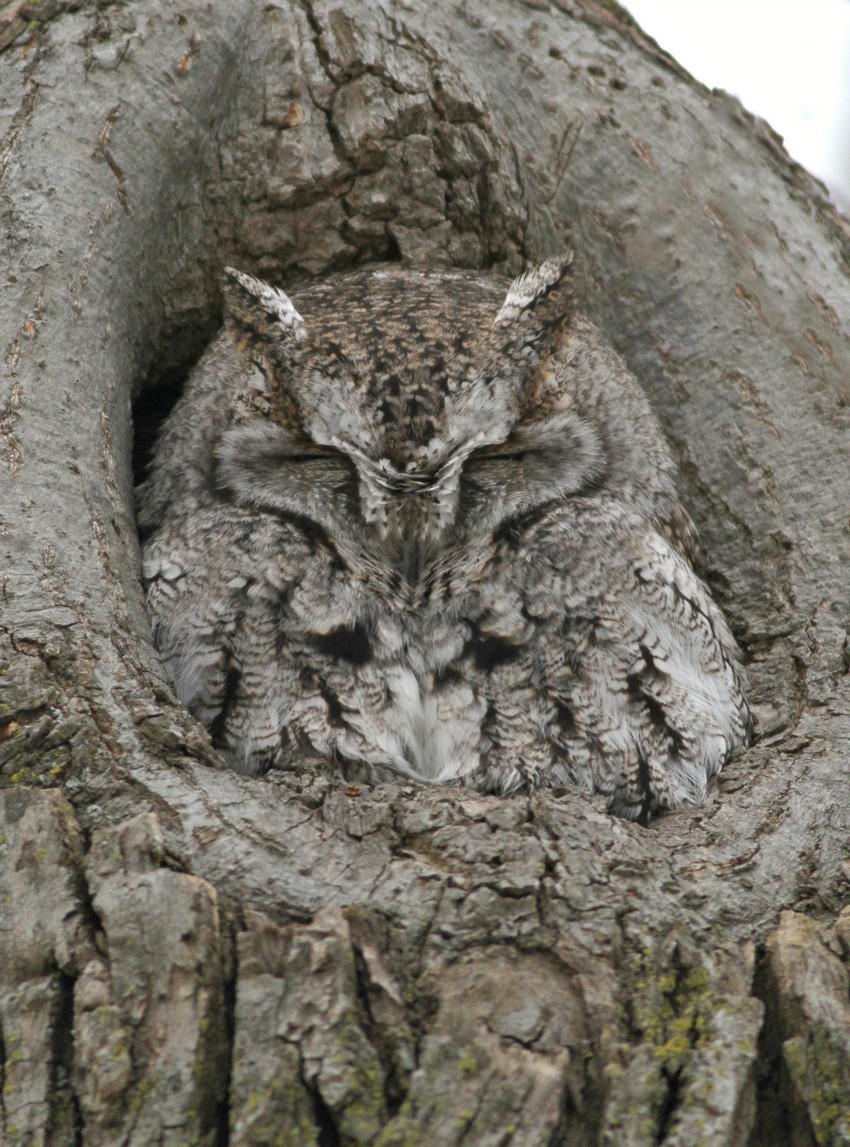 Eastern Screech Owl, Gray Morph in Milwaukee County Wisconsin on ...