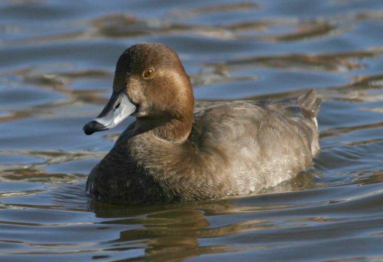 Redhead Duck, juvenile drake at the Fox River in Waukesha Wisconsin on ...