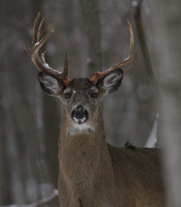 White-tailed Deer in Milwaukee County Wisconsin on February 9, 2020 ...