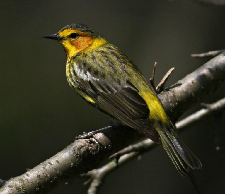 Warblers at Wehr Nature Center in Milwaukee County Wisconsin on May 16 ...