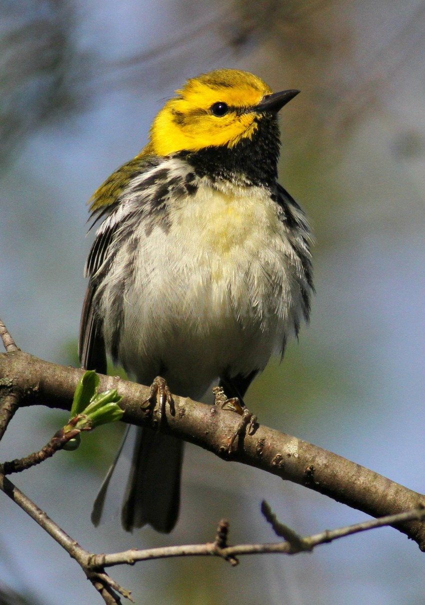 Warblers at Wehr Nature Center in Milwaukee County Wisconsin on May 16 ...
