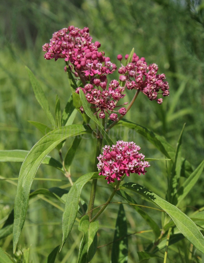 Blooming Summer Wisconsin Native Wildflowers in Waukesha County 2020 ...