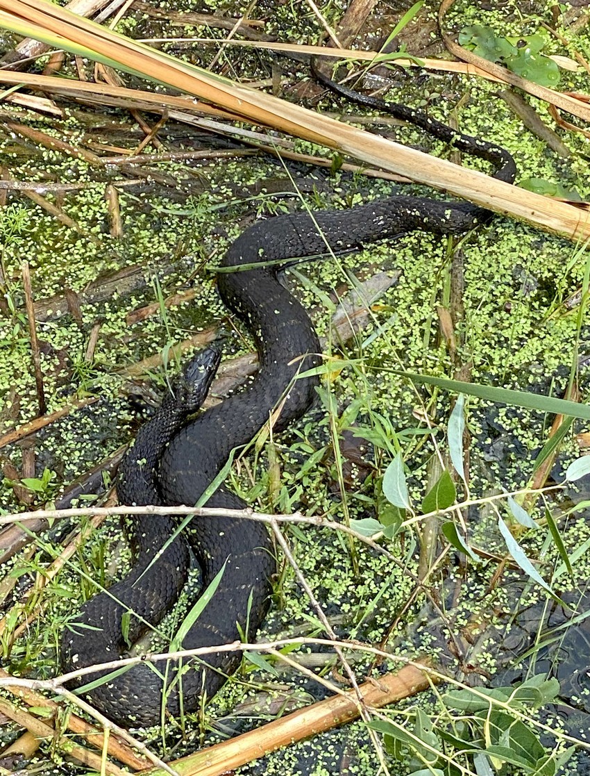 Northern Water Snakes in Waukesha County Wisconsin on July 10, 2020 ...