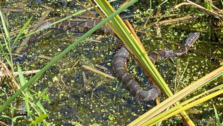Northern Water Snakes in Waukesha County Wisconsin on July 10, 2020 ...