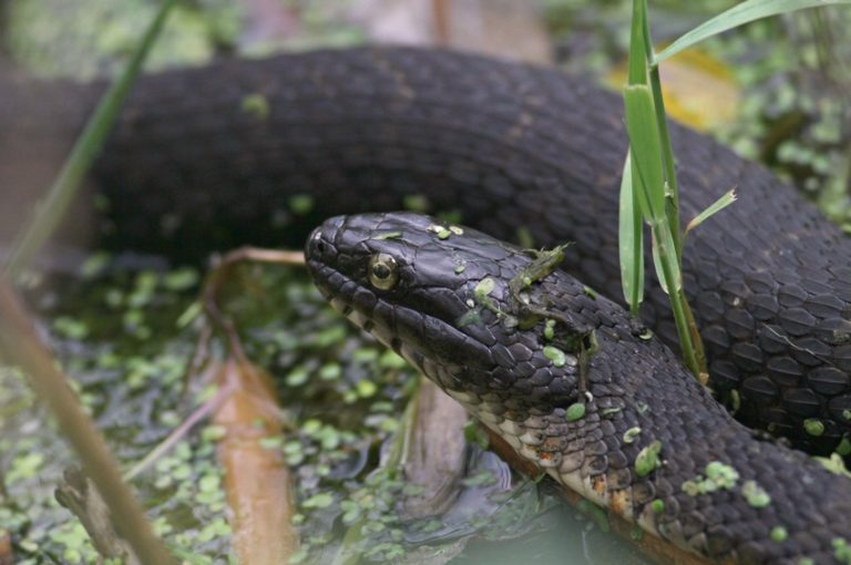 Northern Water Snakes in Waukesha County Wisconsin on July 10, 2020 ...