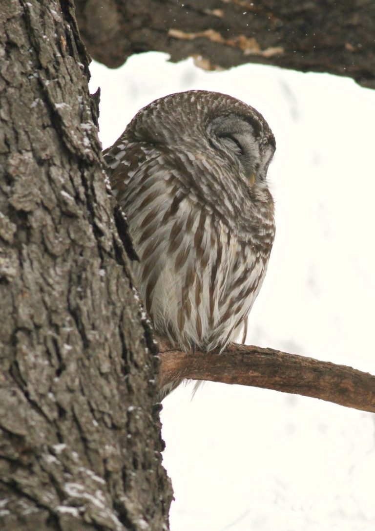 Barred Owl in Milwaukee County Wisconsin on January 17, 2021 - Window ...