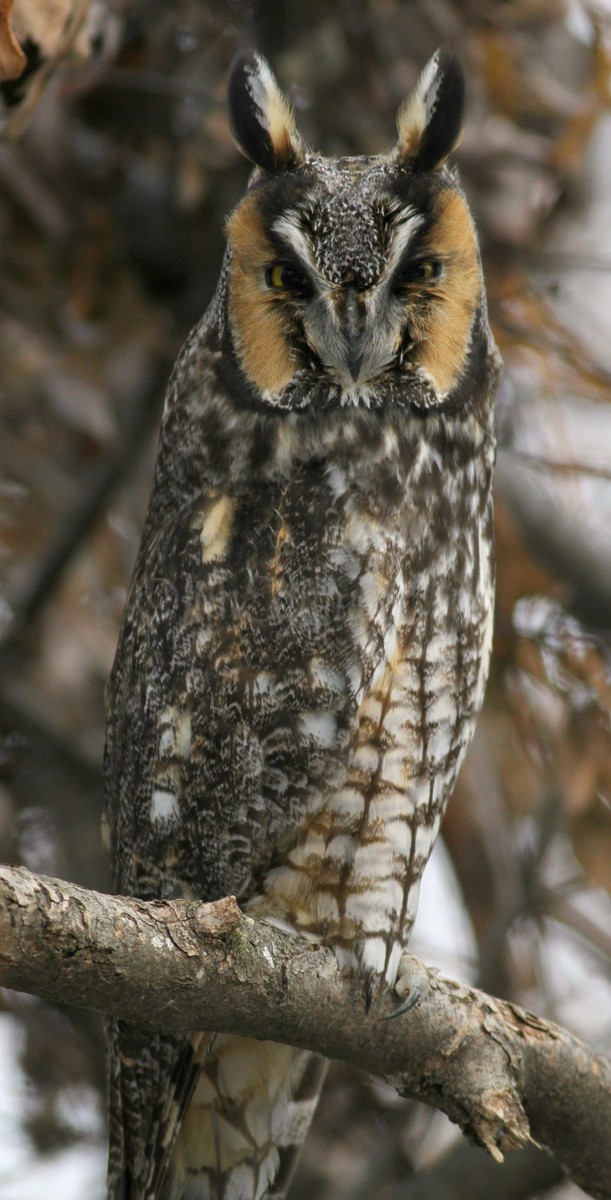 _1_rIMG_2313_cr - Window to Wildlife - Photography by Jim Edlhuber