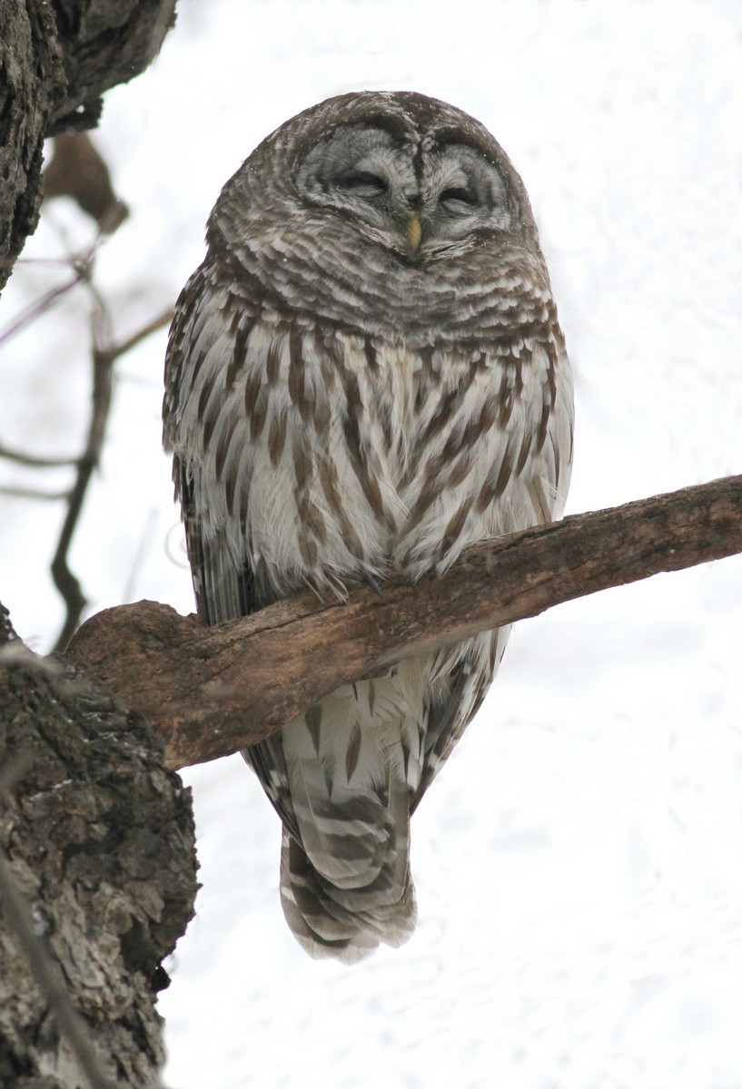 Barred Owl in Milwaukee County Wisconsin on January 17, 2021 - Window ...