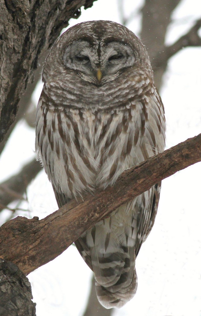 Barred Owl in Milwaukee County Wisconsin on January 17, 2021 - Window ...