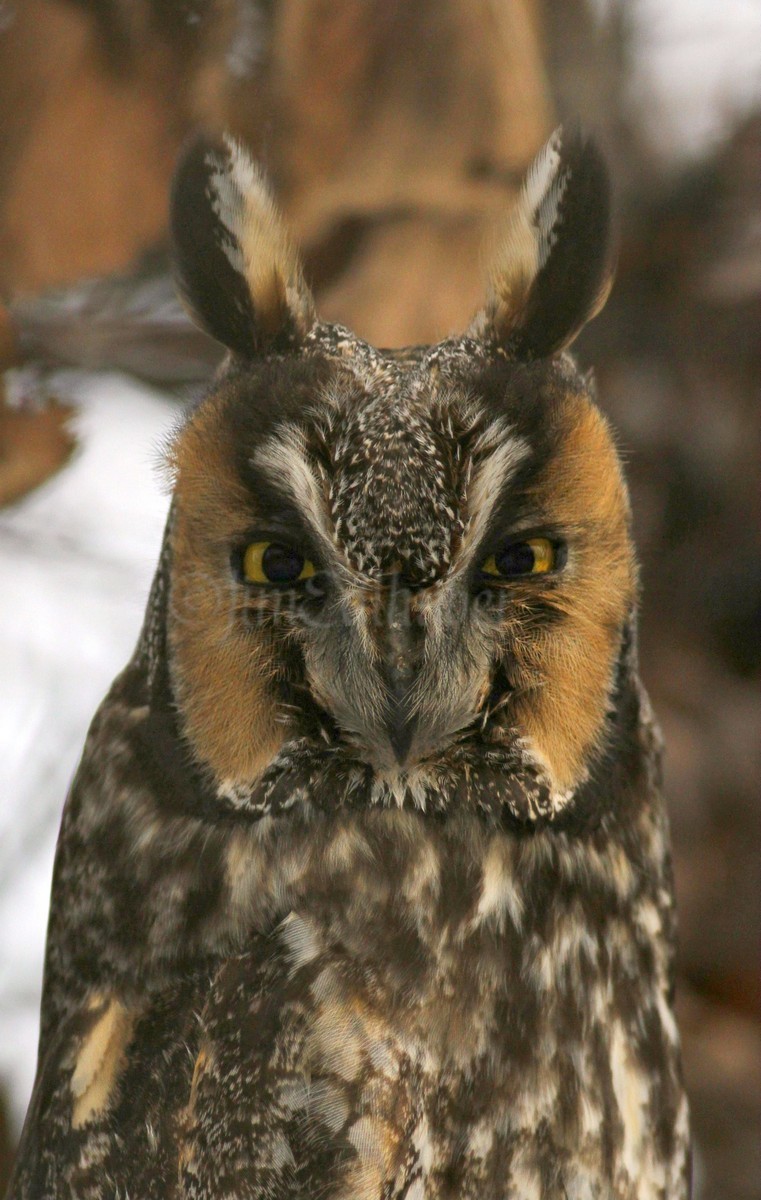 Wisconsin birding, the year in review 2021. Includes vagrants, special ...