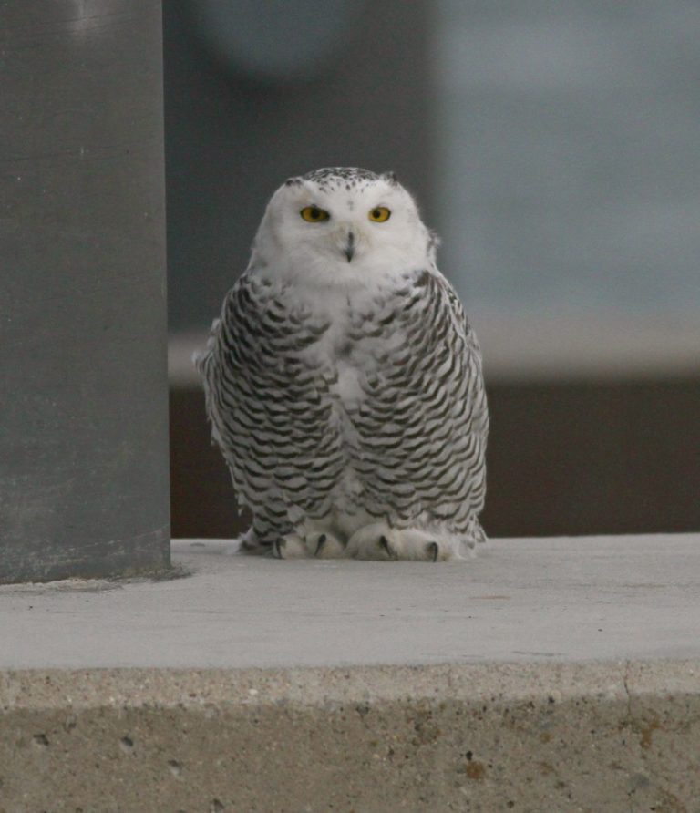 Snowy Owls at Lakeshore State Park in Milwaukee Wisconsin on November ...