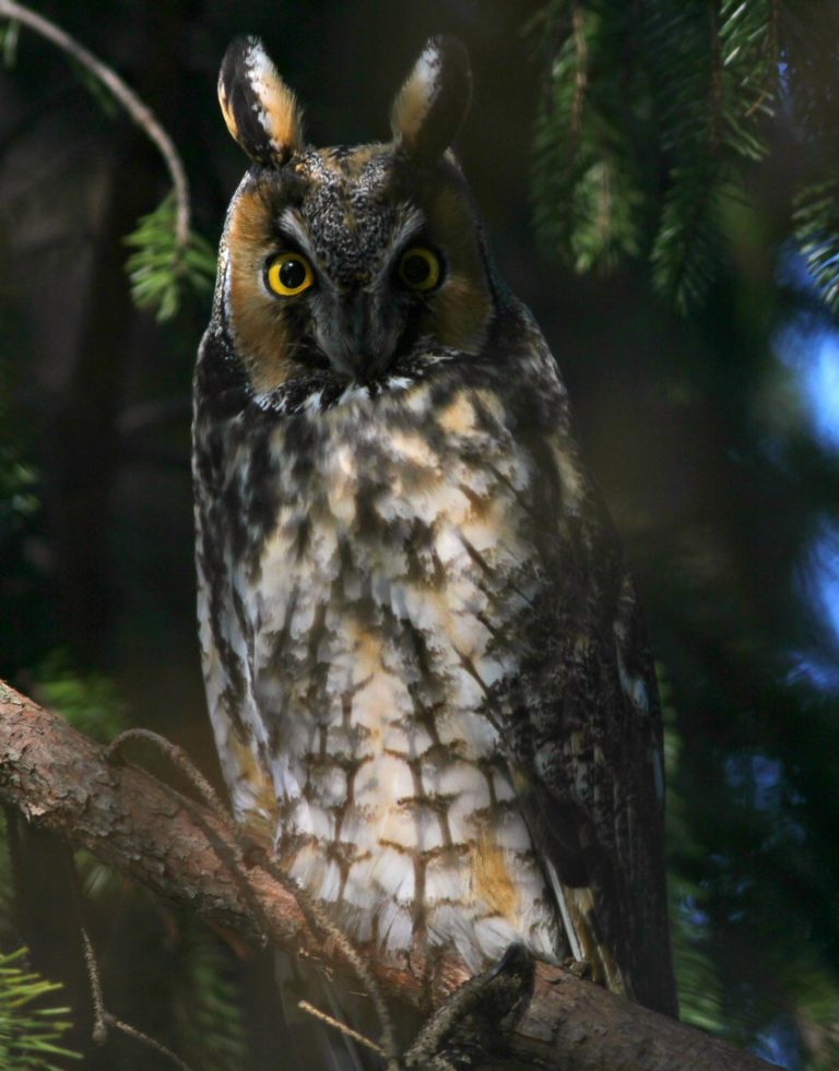 Window to Wildlife - Photography by Jim Edlhuber - Nature and wildlife ...