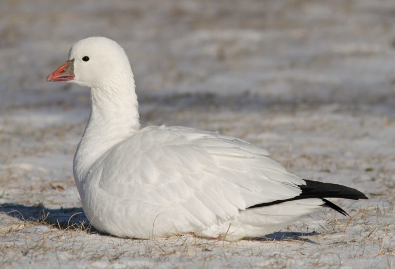 Window to Wildlife - Photography by Jim Edlhuber - Nature and wildlife ...