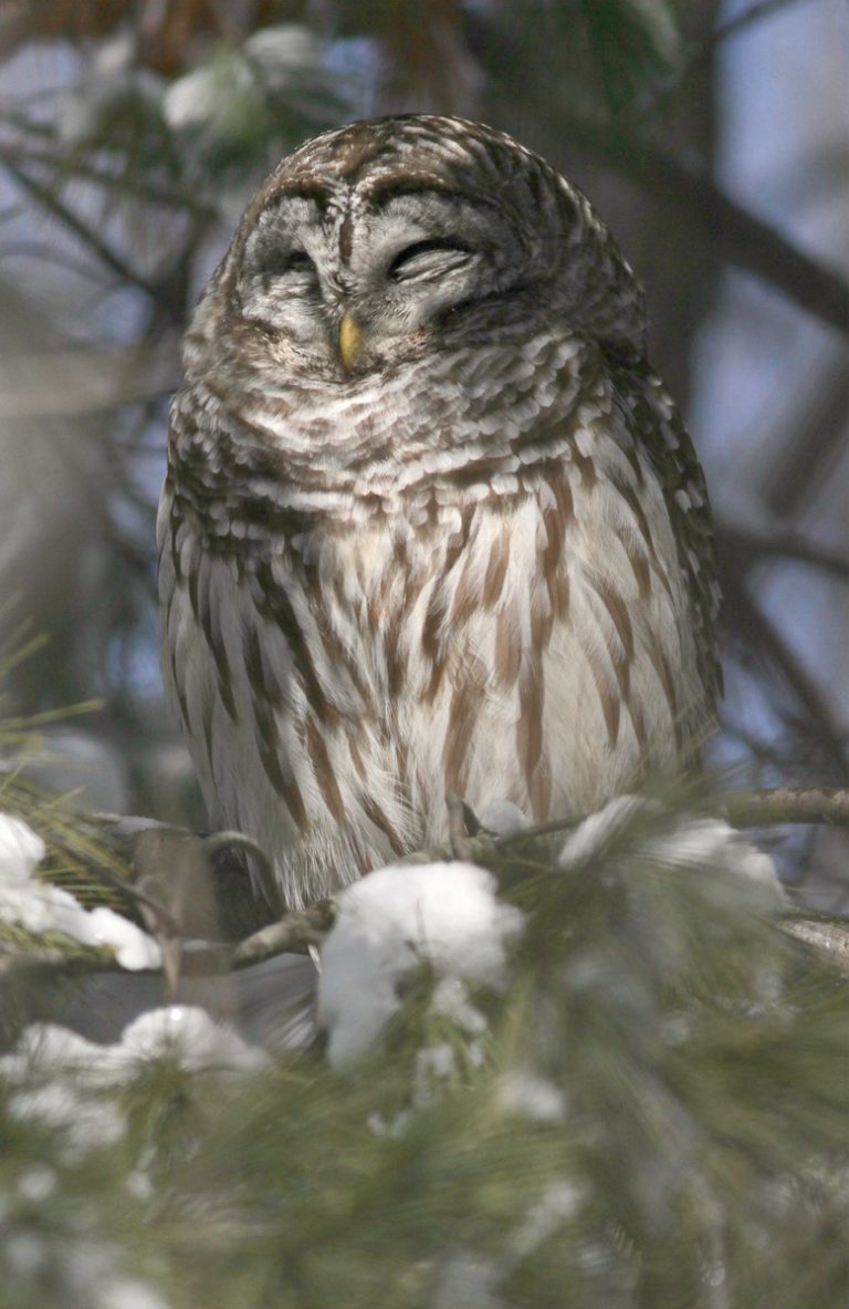 Window to Wildlife - Photography by Jim Edlhuber - Nature and wildlife ...