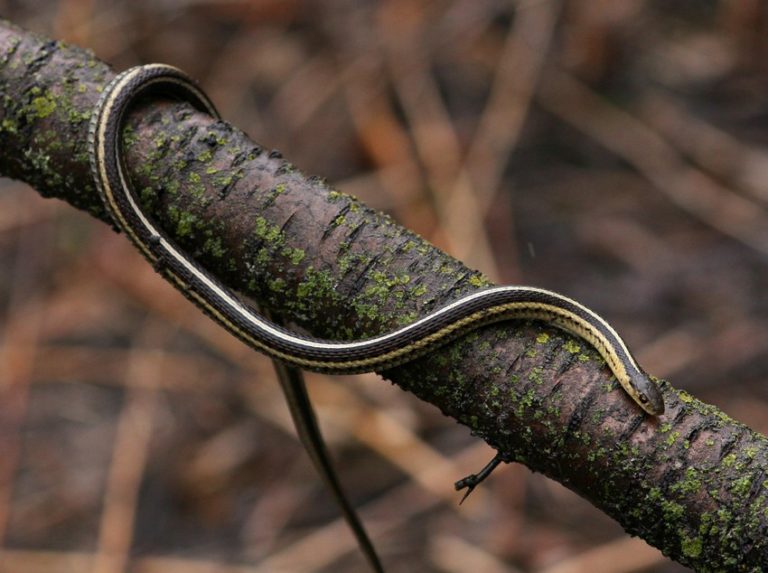 Common Garter Snakes in Southeastern Wisconsin on March 24, 2022 ...