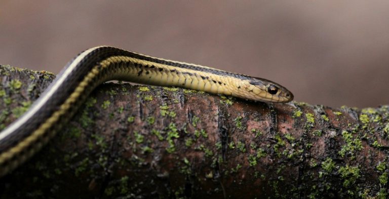 Common Garter Snakes in Southeastern Wisconsin on March 24, 2022 ...