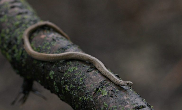 Common Garter Snakes in Southeastern Wisconsin on March 24, 2022 ...